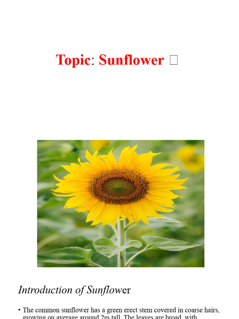 Topic Sunflower | PDF