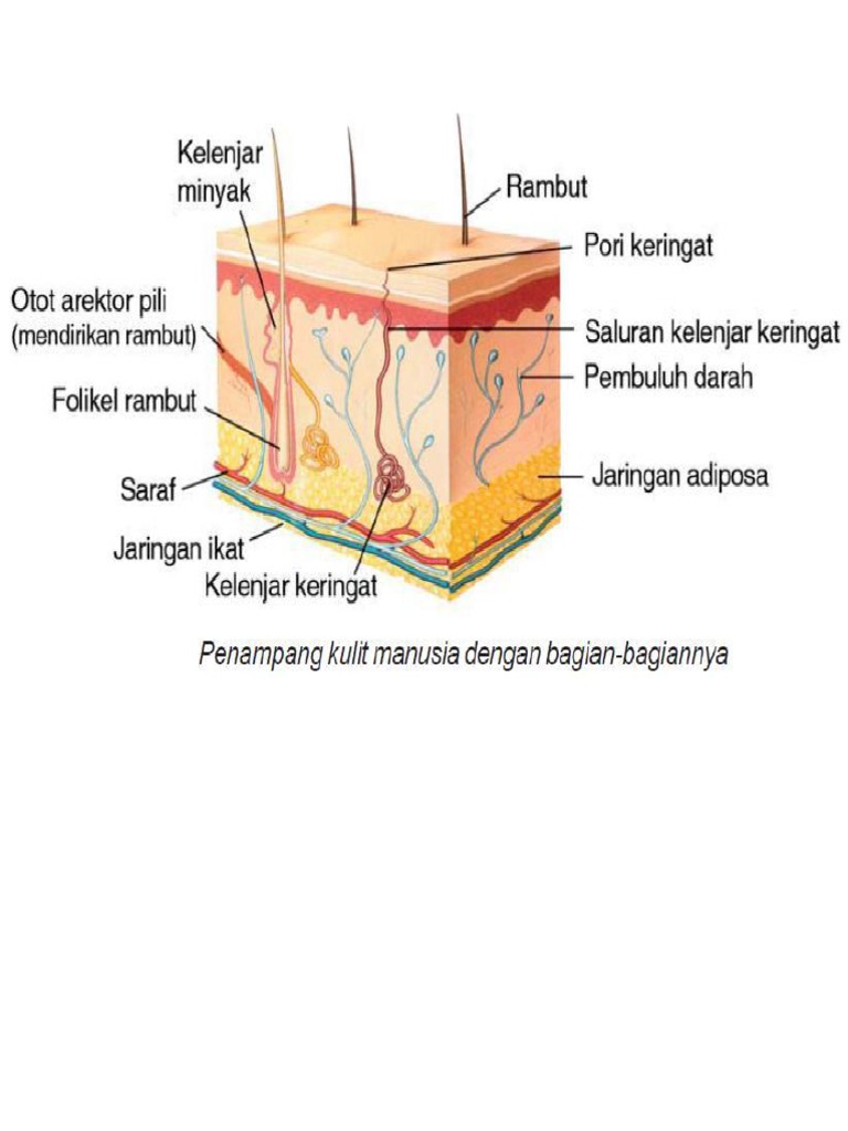 Kelenjar Keringat