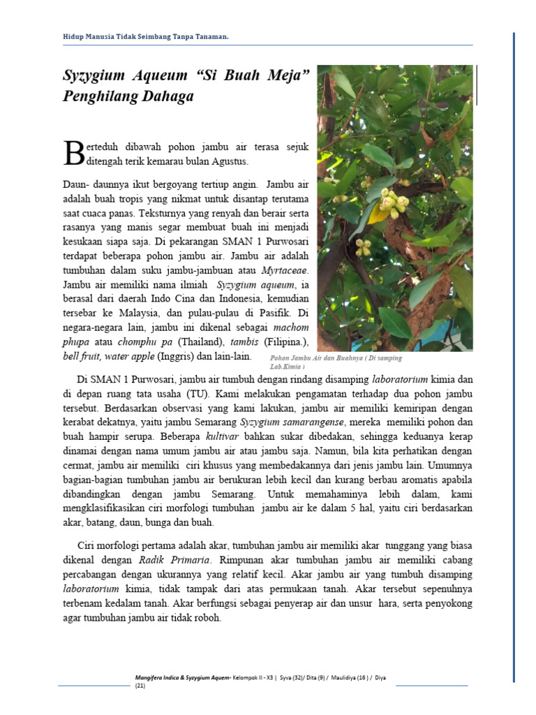 Observasi Morfologi Pohon Jambu Air | PDF