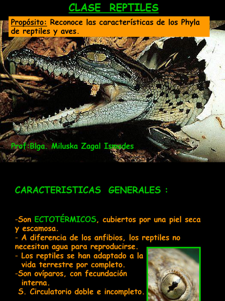 Características de Reptiles y Aves | PDF | Aves | Reptil