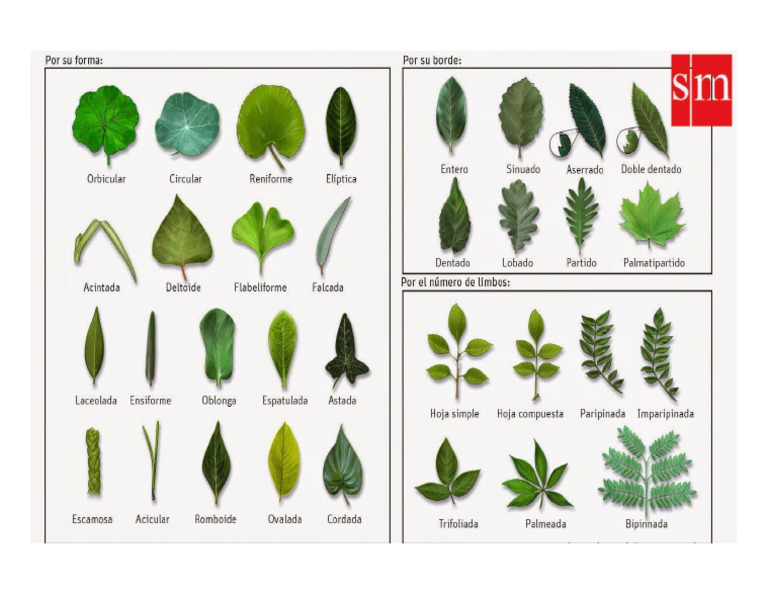 Tipos de Hojas | PDF
