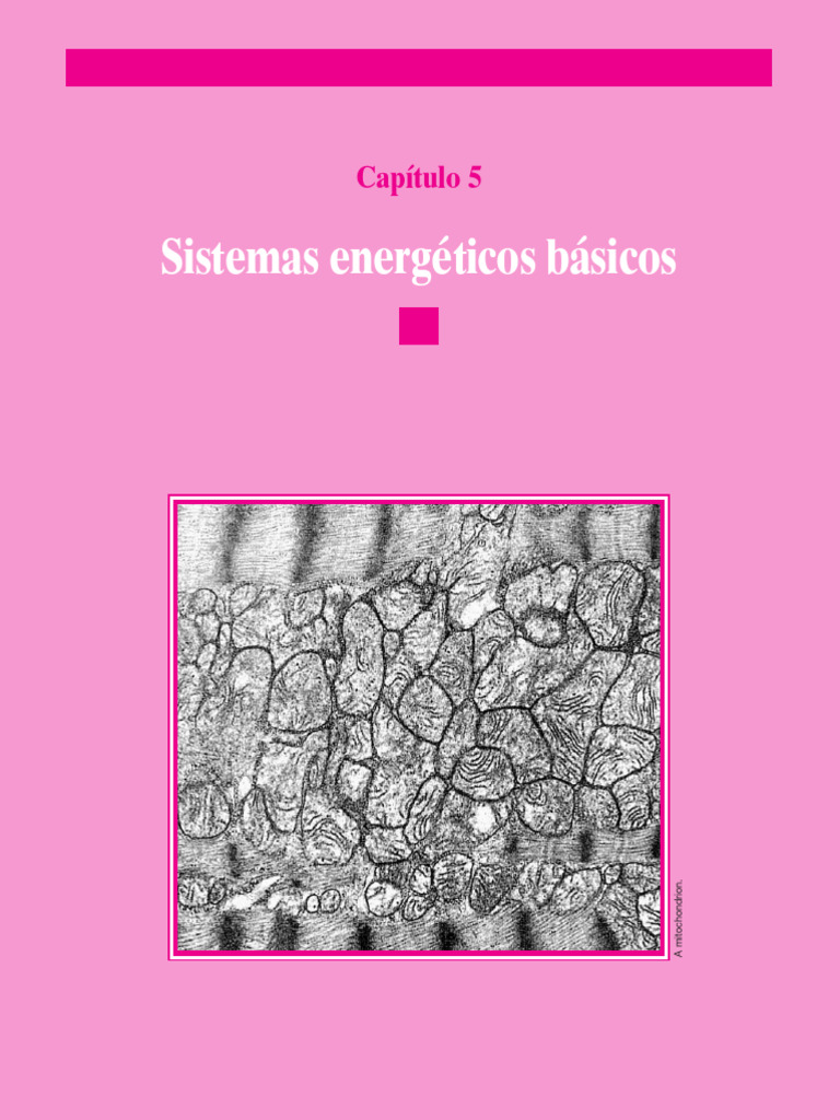 Fisiologia Del Esfuerzo y Del Deporte - Jack Wilmore Costill-103-132 ... Fisiologia Del Esfuerzo y Del Deporte - Jack Wilmore Costill-103-132 ...