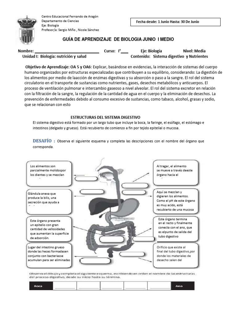 Guía del Sistema Digestivo y Nutrientes | PDF | Digestión | Sistema ...