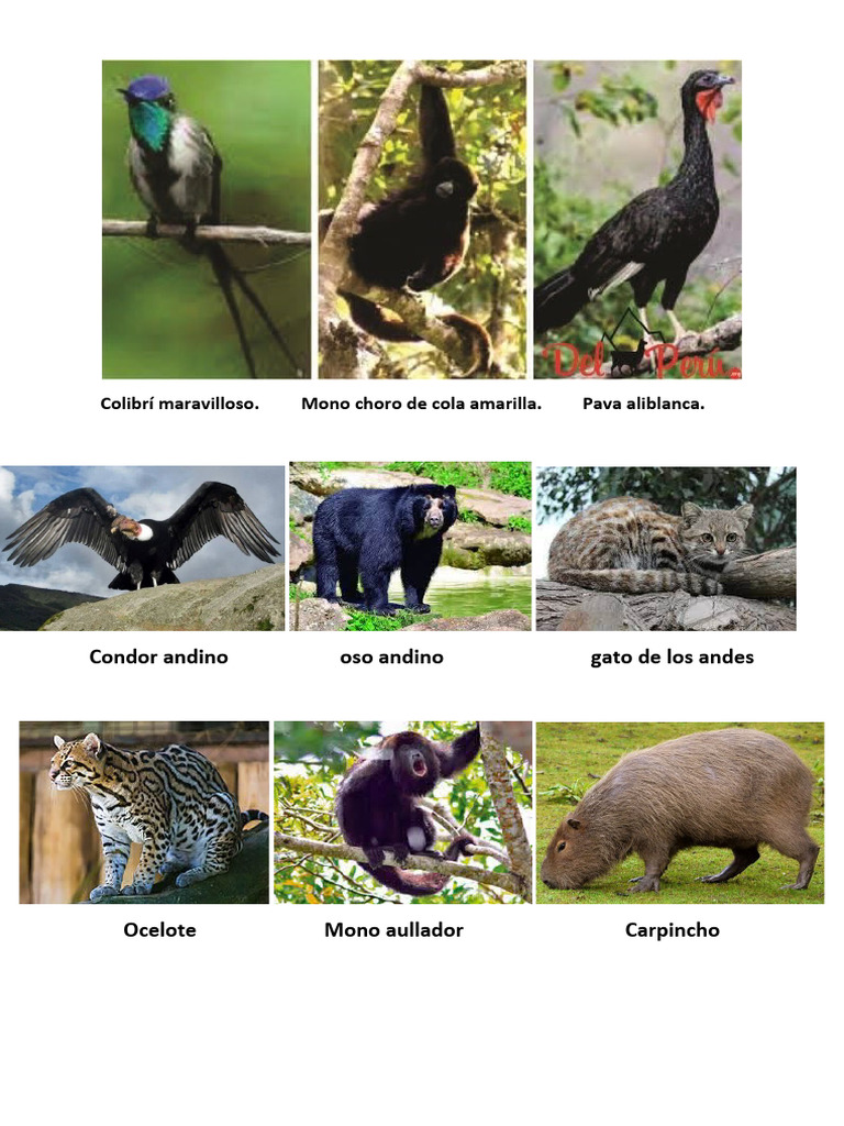 Animales en Peligro de Extincion de La Costa Sierra y Selva | PDF