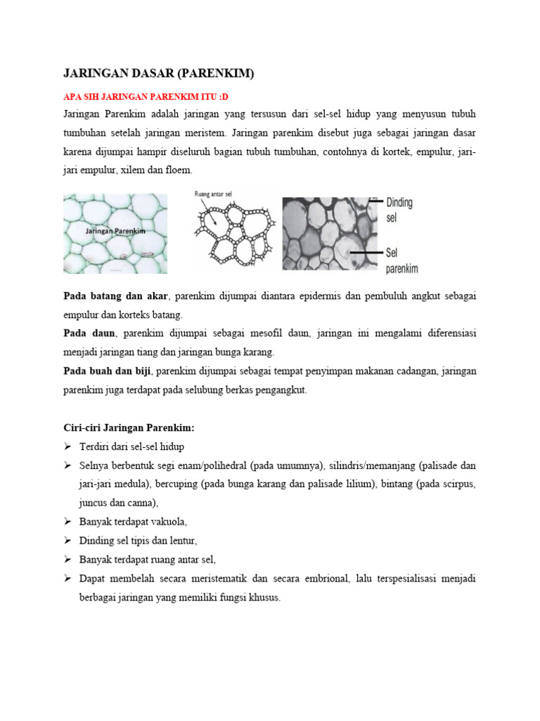 Jaringan Parenkim: Fungsi dan Ciri-ciri | PDF | Sains & Matematika