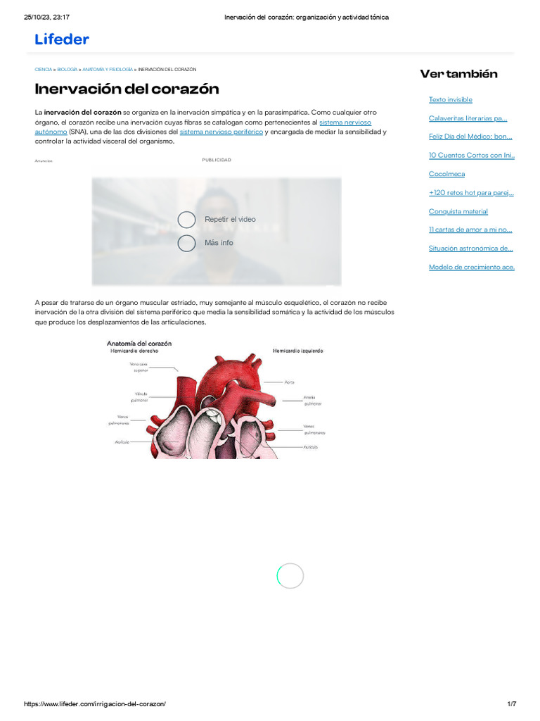 Inervación Del Corazón - Organización y Actividad Tónica | PDF ...