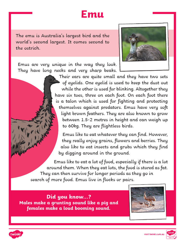 Australian Animals Fact Sheets | PDF | Koala | Marsupials