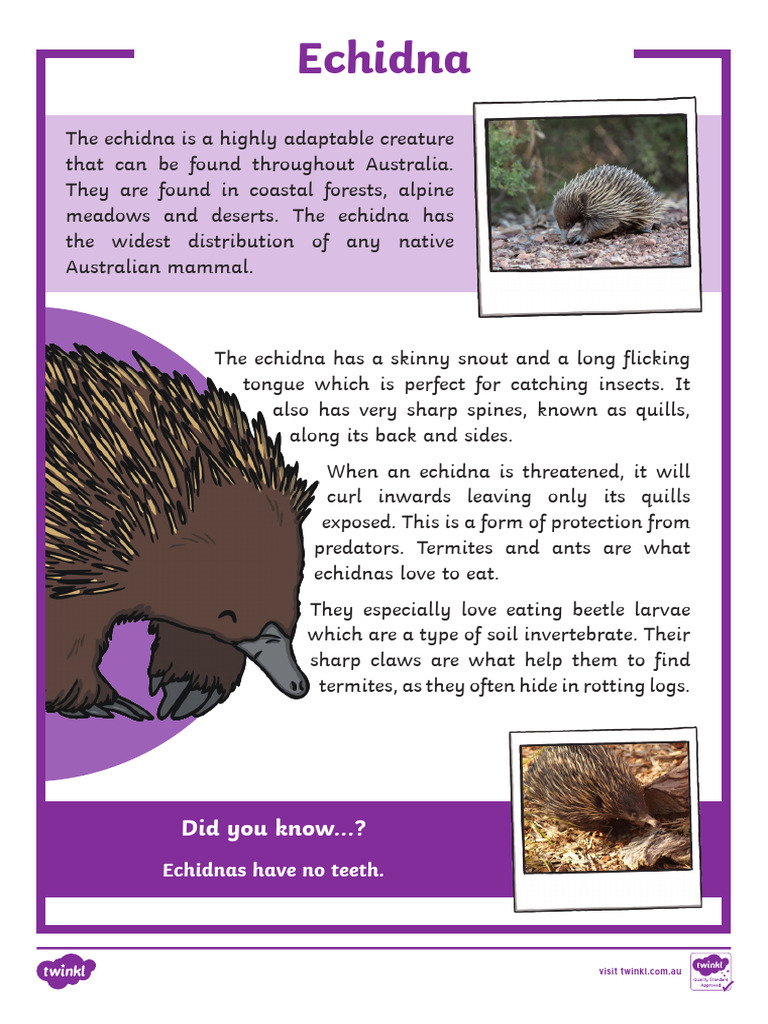 Echidna Fact Sheet English | PDF