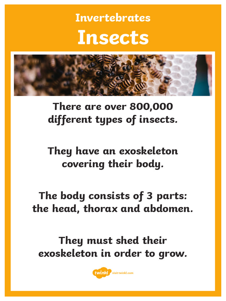 Invertebrates Display Posters | PDF
