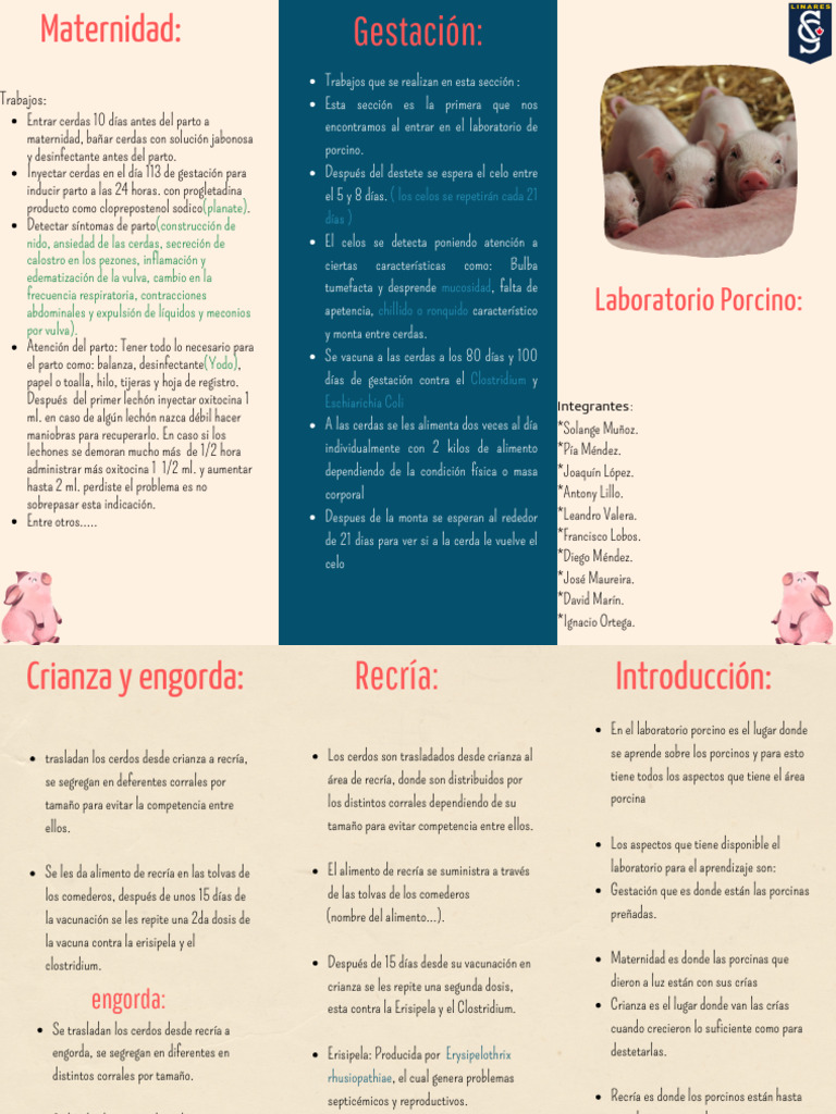 Copia de Tríptico Porcino | PDF | Parto | Cerdo