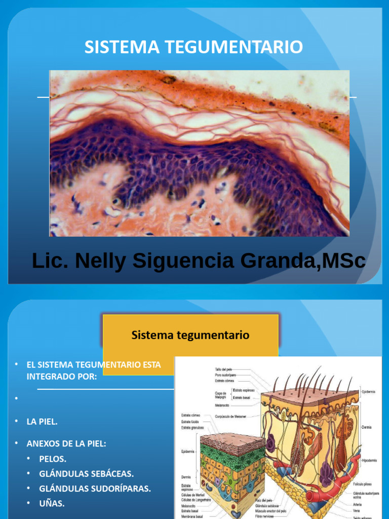 PDF Sistema Tegumentario Clase 5 | PDF | Piel | Sistema tegumentario