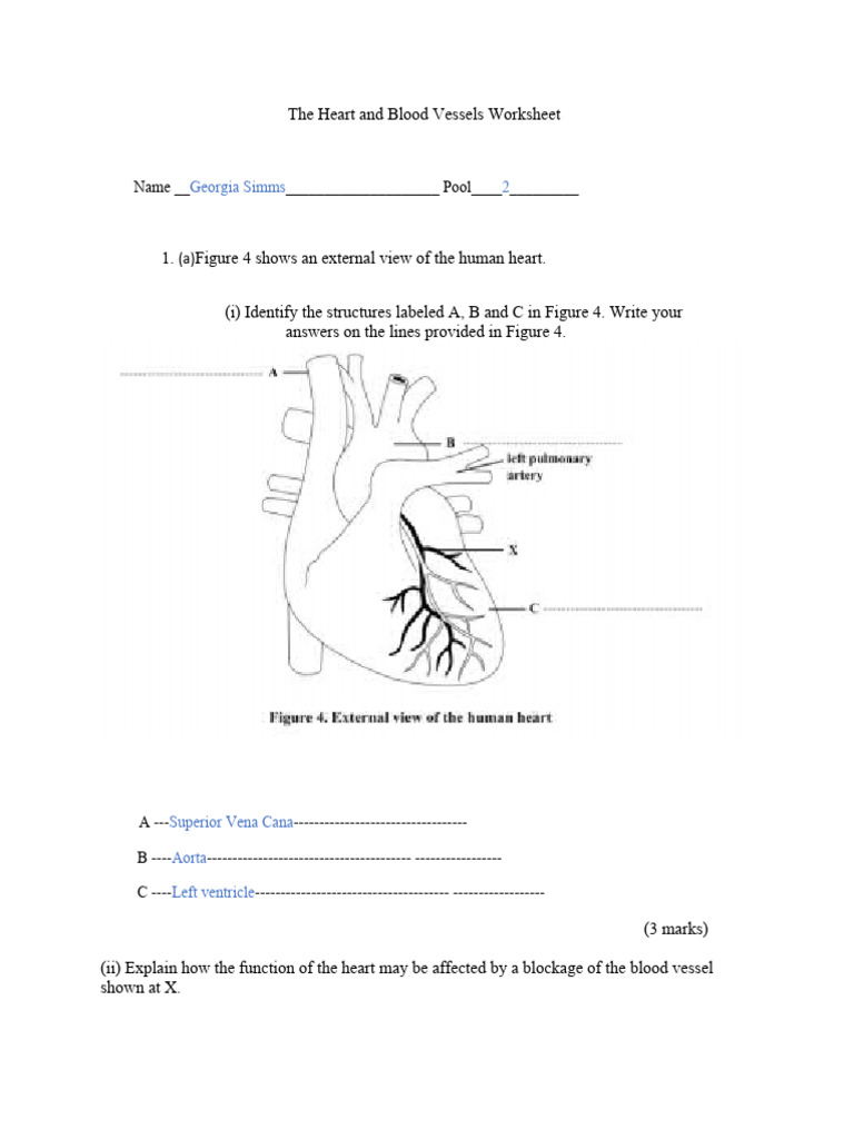 The Heart and Blood Vessels Worksheet | PDF | Blood Vessel | Heart