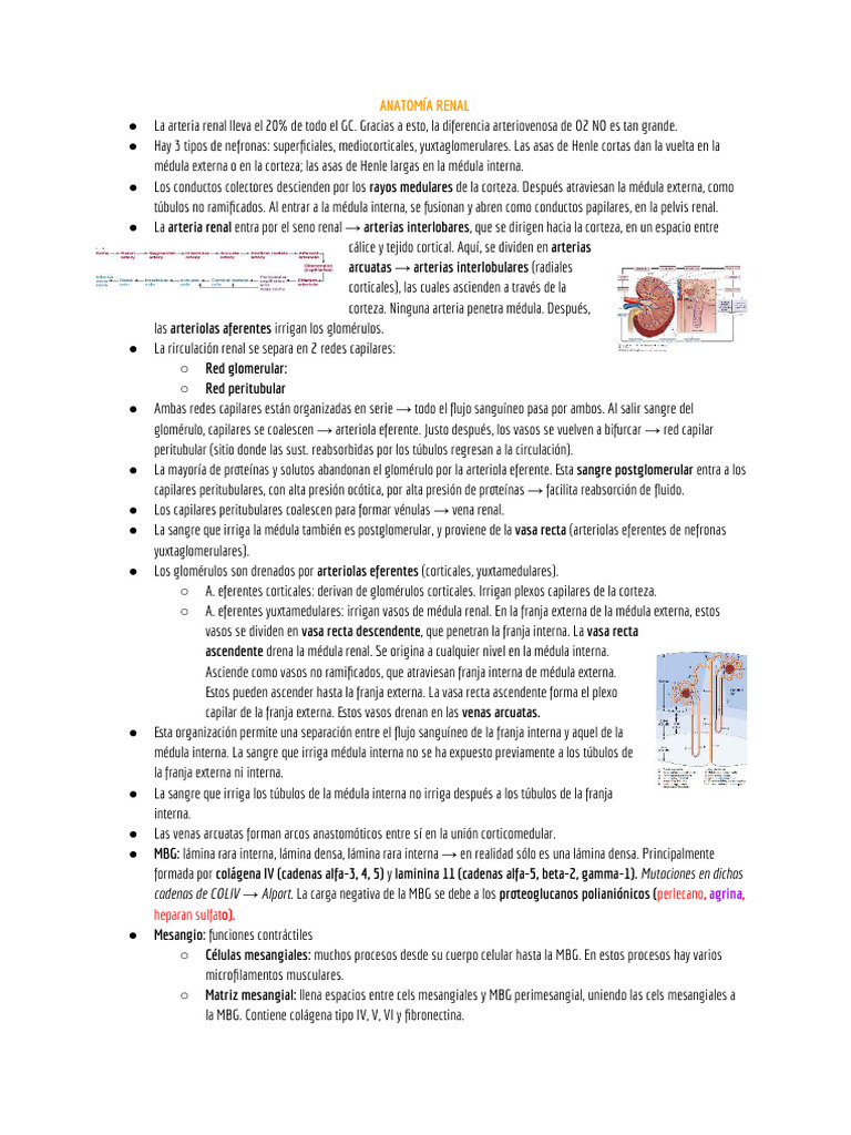 nefro-2-funciones-renales-y-patologias-del-sistema-urinario | PDF | Riñón | Especialidades Medicas