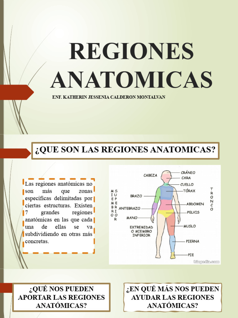 Regiones Anatomicas | PDF | Términos anatómicos de ubicación | Abdomen