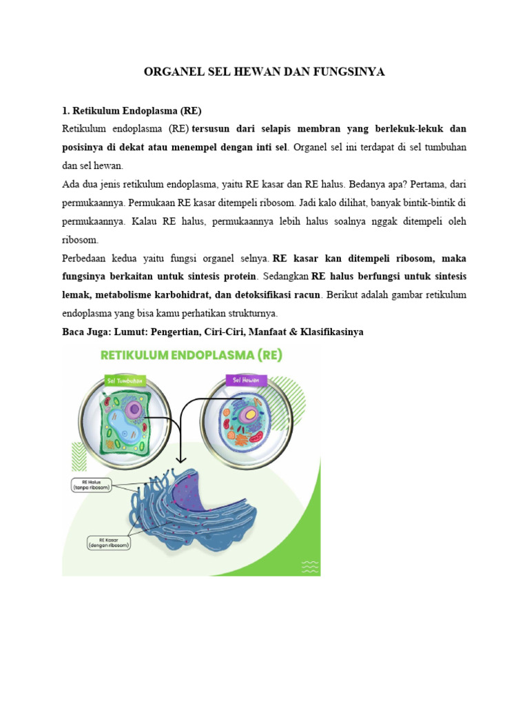 Organel Sel Hewan Dan Fungsinya Pdf