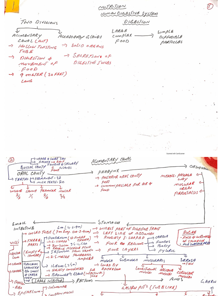 Human Digestive System | PDF
