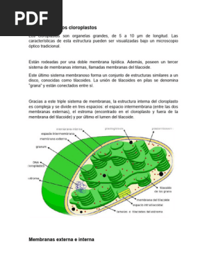 Microscopio Tilacoide Tema 8: Citoplasma
