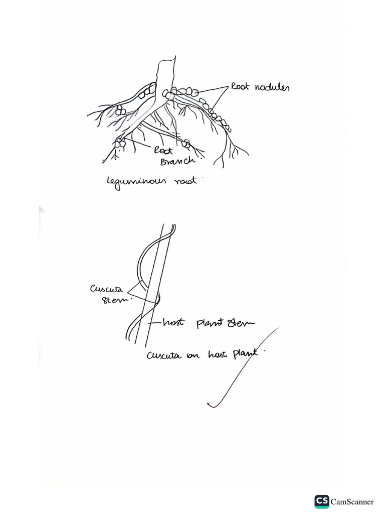 Symbiotic Association in Root Nodules of Leguminous Plants, Cuscuta On ...