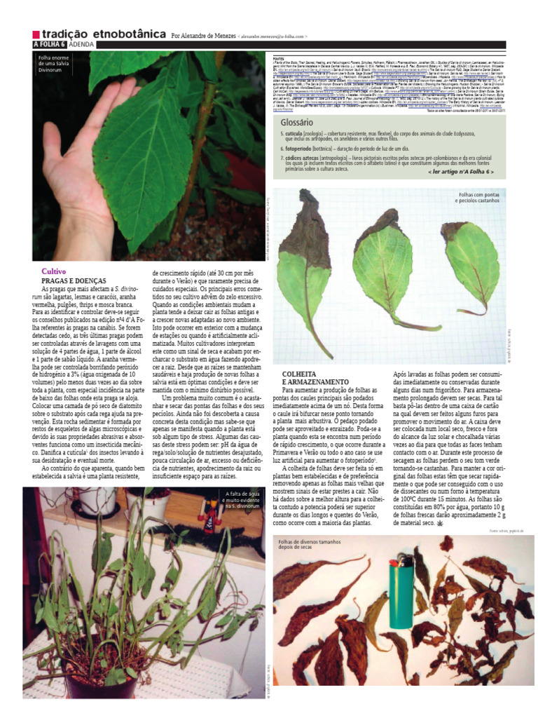 Salvia Divinorum Cultivation Guide | PDF | Plants | Psychedelia