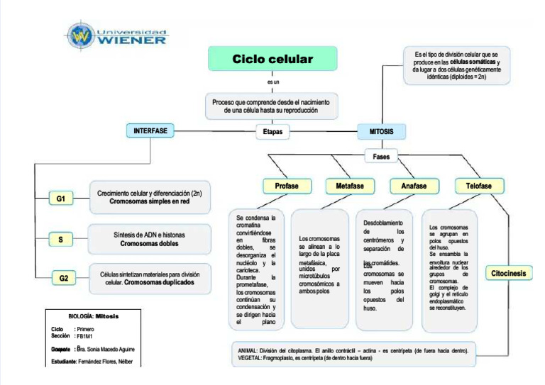 pdf-mapa-conceptual-12-mitosis | PDF