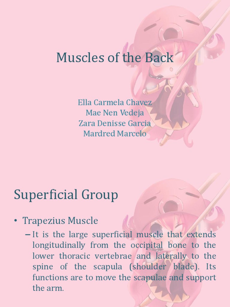 (Gen Ana) Muscles of The Back | PDF | Vertebral Column | Vertebra