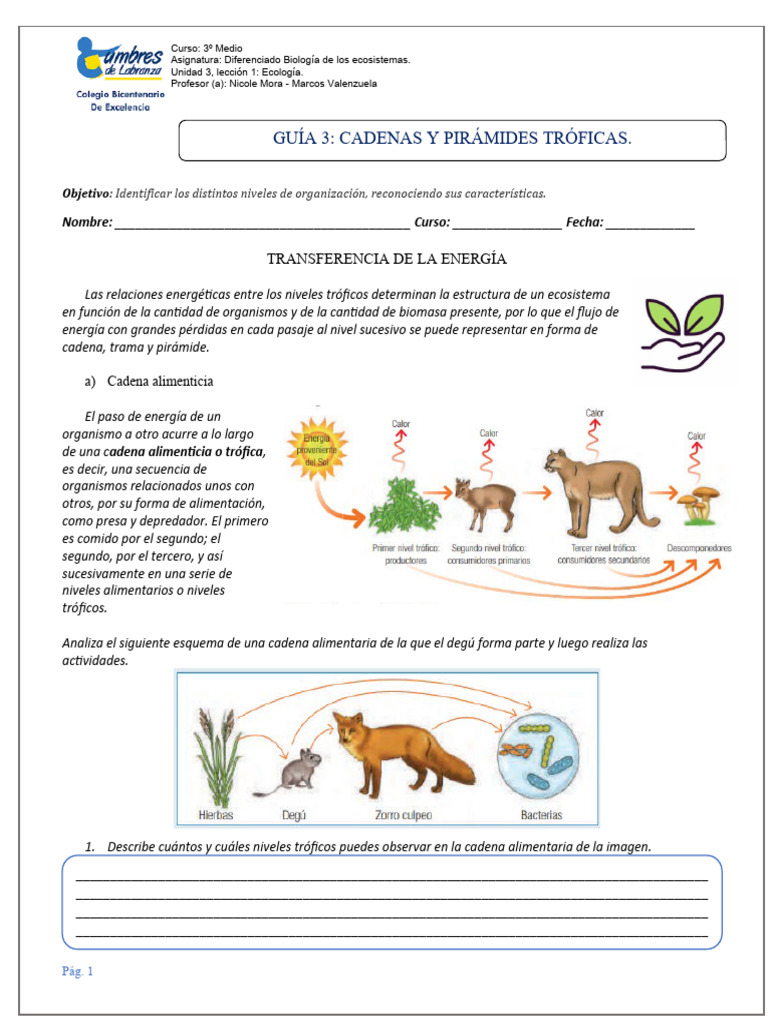 Guía 3 Cadenas y Piramides Tróficas. | PDF | Red alimentaria | Ecología