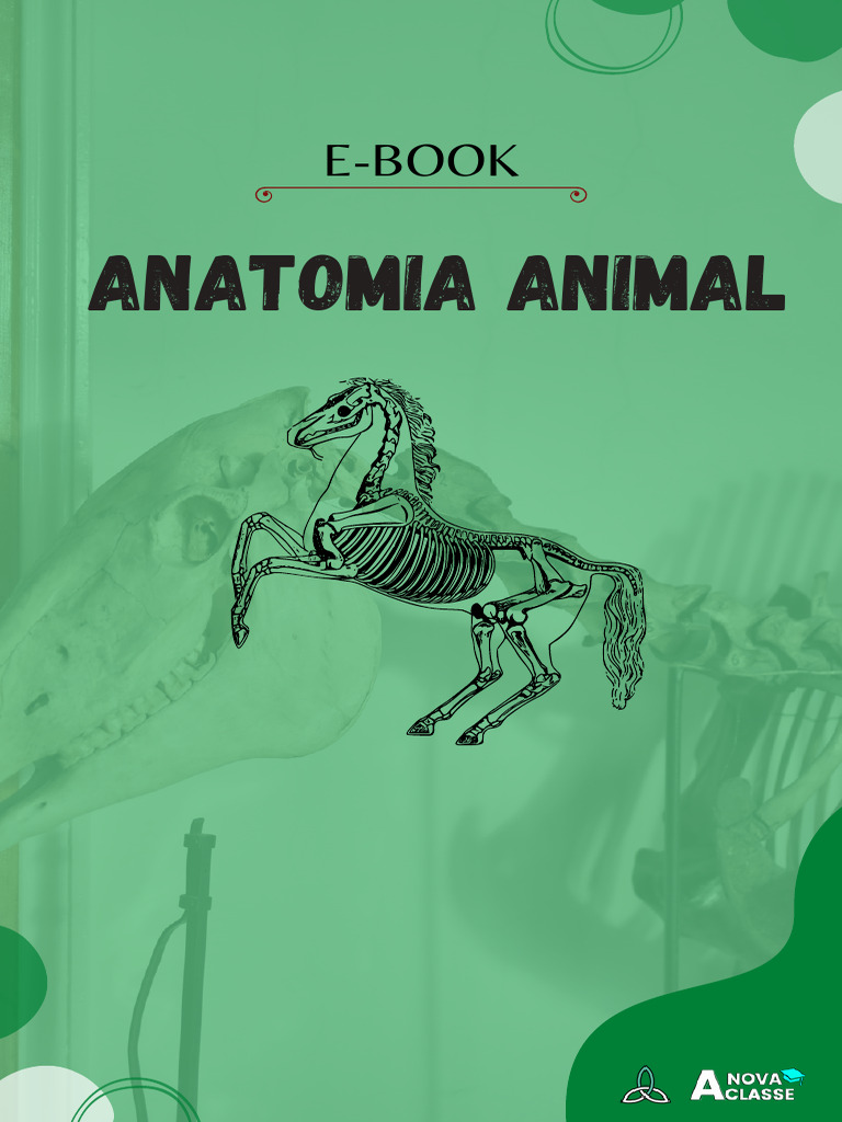 #Anatomia Animal | Download grátis PDF | Sistema reprodutivo | Rim