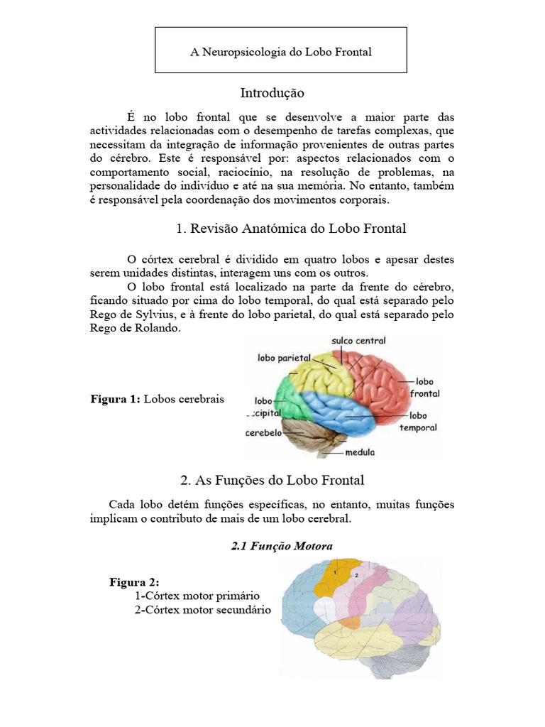 Neuropsicologia Do Lobo Frontal | PDF | Memória | Medula espinhal