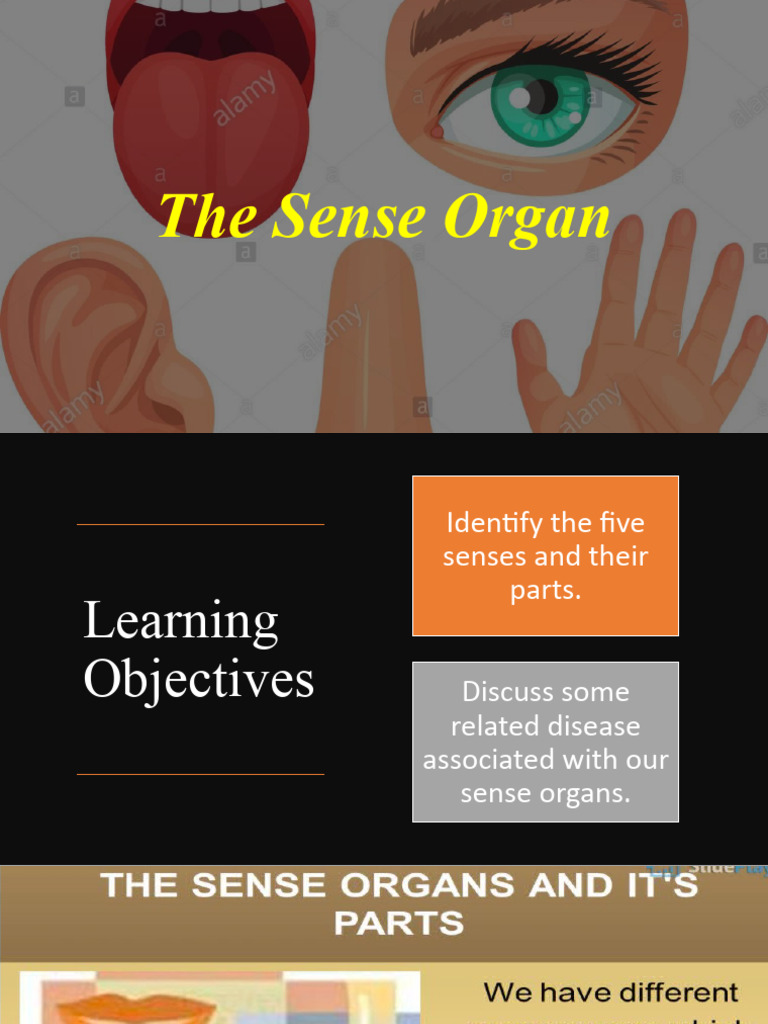 Sense Organ | PDF | Ear | Visual Impairment