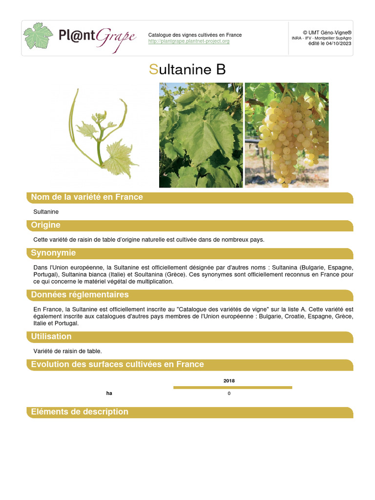 Sultanine | PDF | Vitis | Vins