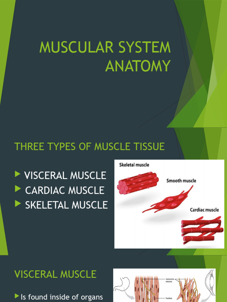 Muscular System Anatomy | PDF | Skeletal Muscle | Cardiac Muscle