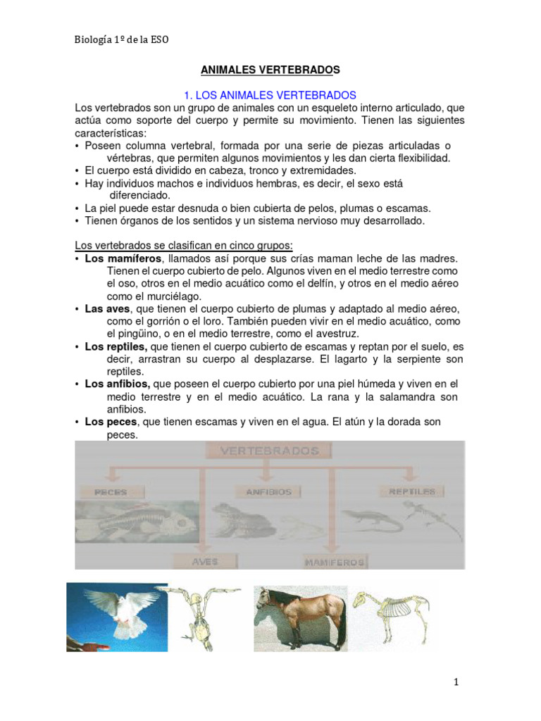 Vertebrados para 1º ESO | PDF | Reptil | Anfibio