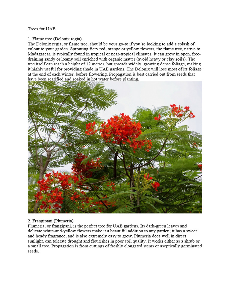 Trees For UAE | PDF