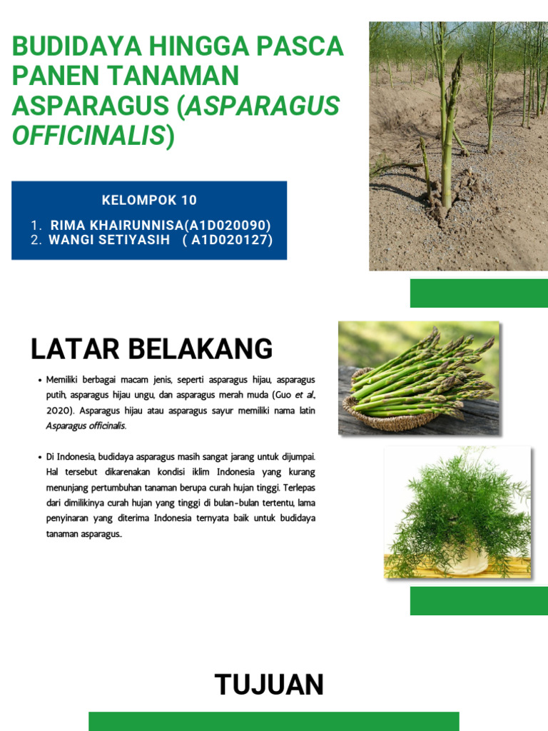 Tanaman Asparagus | PDF