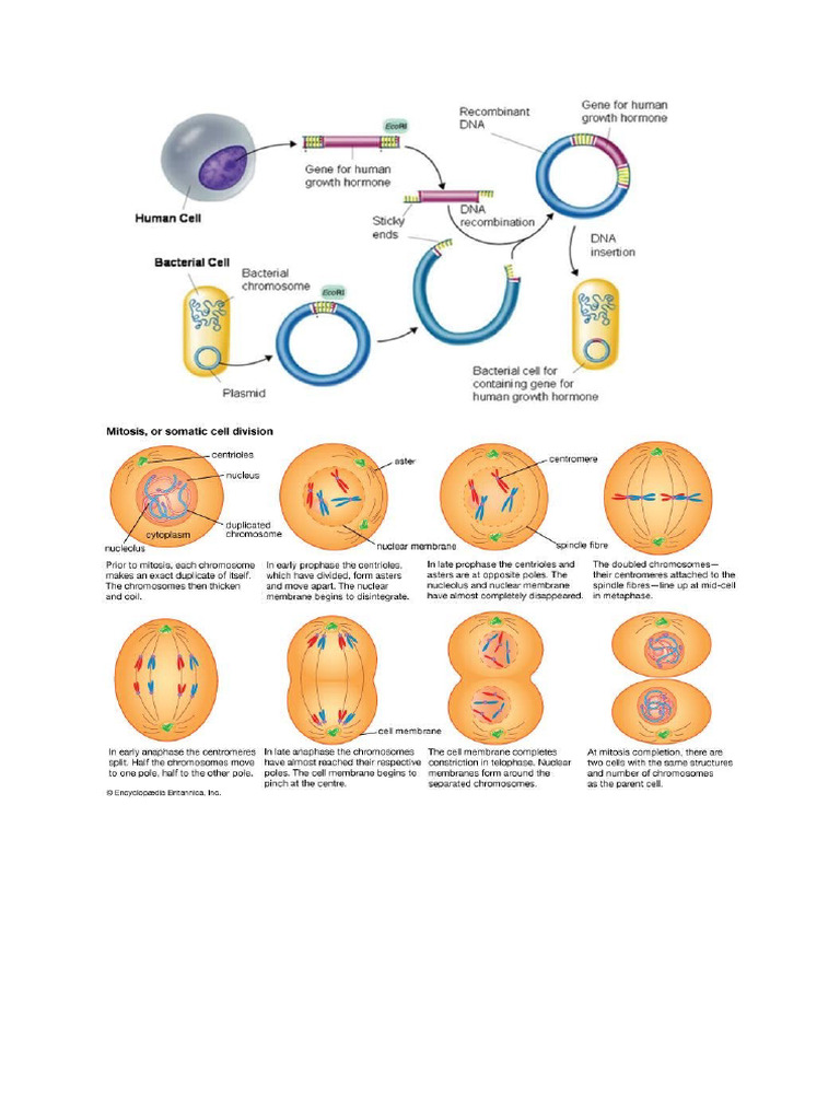 MITOSIS GENE CLONING (3) IGCSE Bio Helpful | PDF