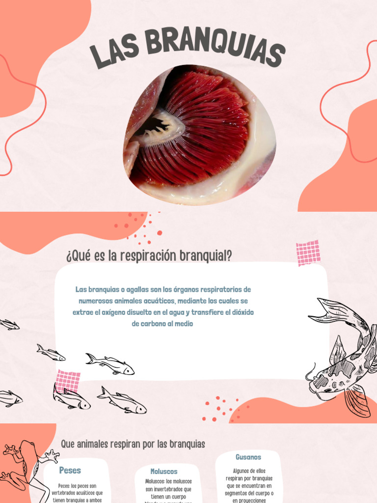 Branquias 20230912 120744 0000 | PDF | Branquia | Fisiologia Animal