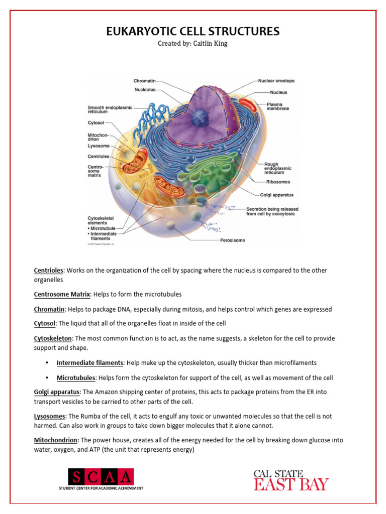 Caitlin King Cell Handout | PDF | Cell (Biology) | Endoplasmic Reticulum