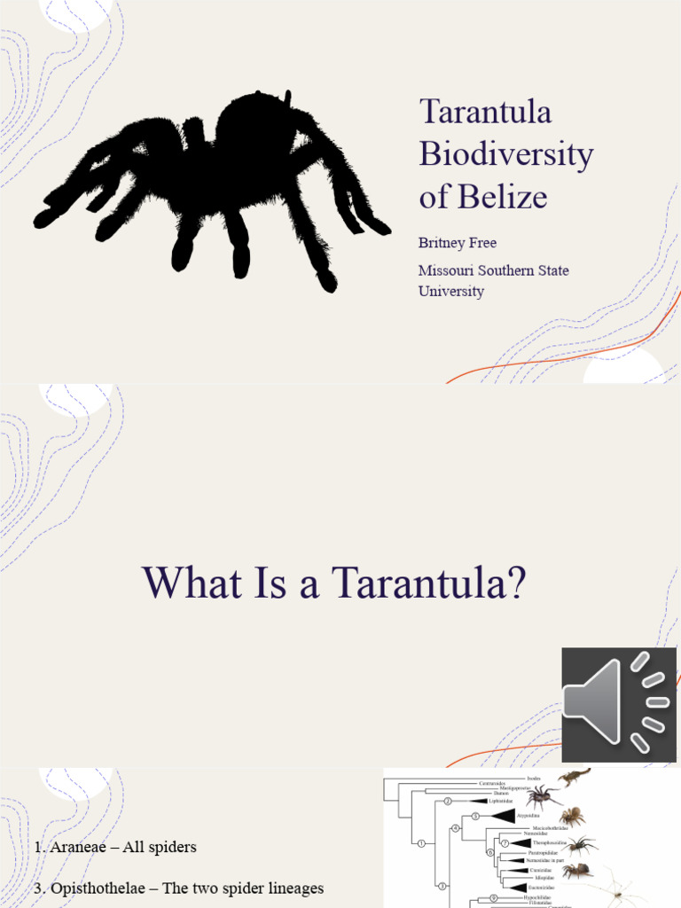 Tarantula Species of Belize | PDF | Spider | Arachnids