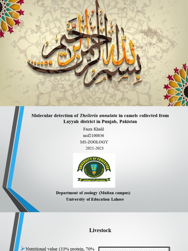 Presentation On Theileria Annulata In Camel Pdf Polymerase Chain Reaction Clinical Medicine