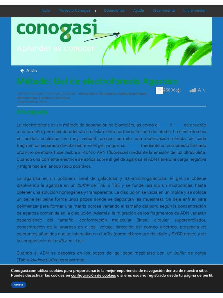 Método - Gel de Electroforesis Agarosa - Conogasi | PDF | Sustancias ... Método - Gel de Electroforesis Agarosa - Conogasi | PDF | Sustancias ...