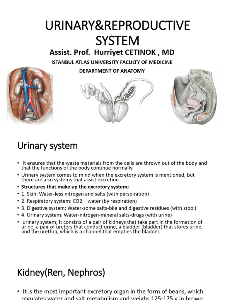 Genitourinary System 22 Eng | PDF | Uterus | Kidney