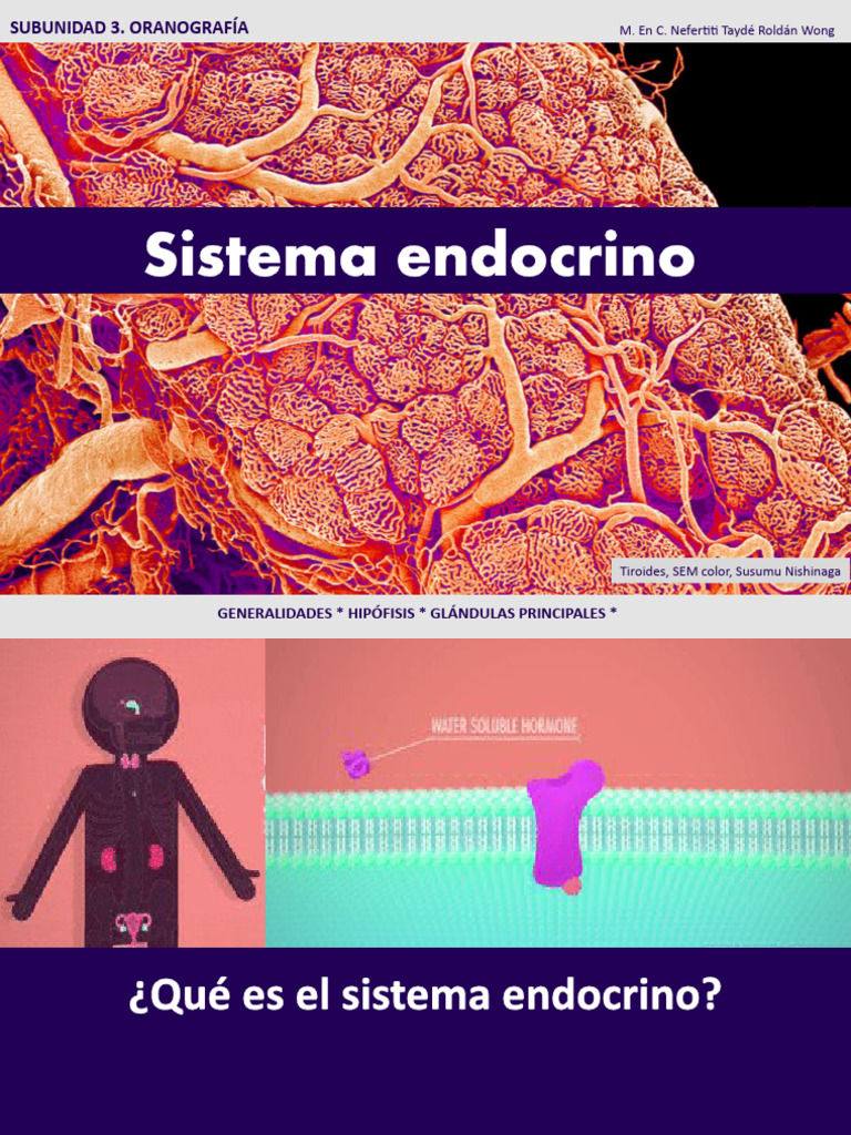 Sistema Endocrino | PDF | Glándula pituitaria | Sistema endocrino
