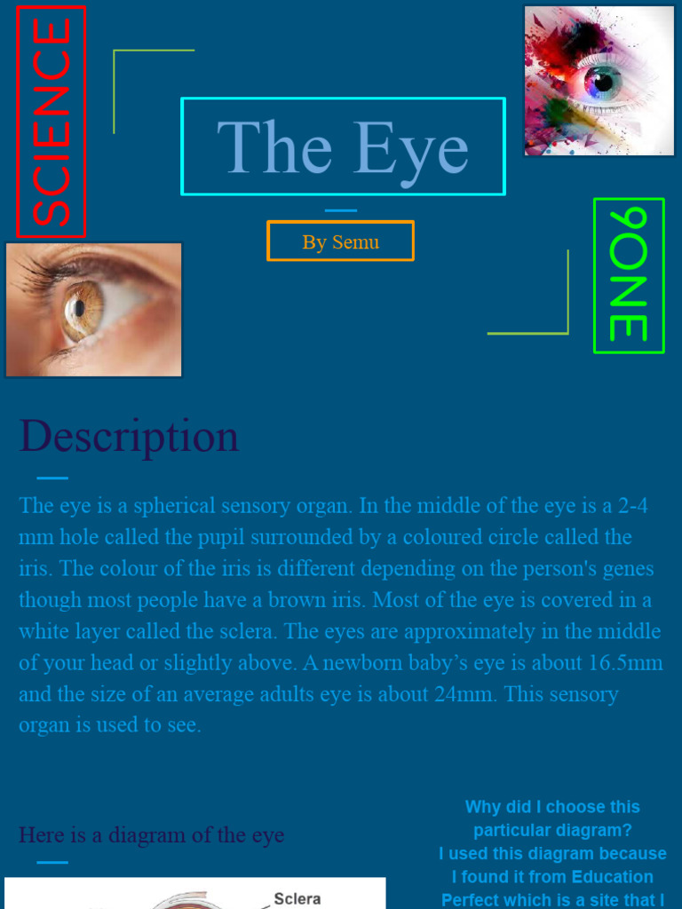 The Eye | PDF | Eye | Facial Features