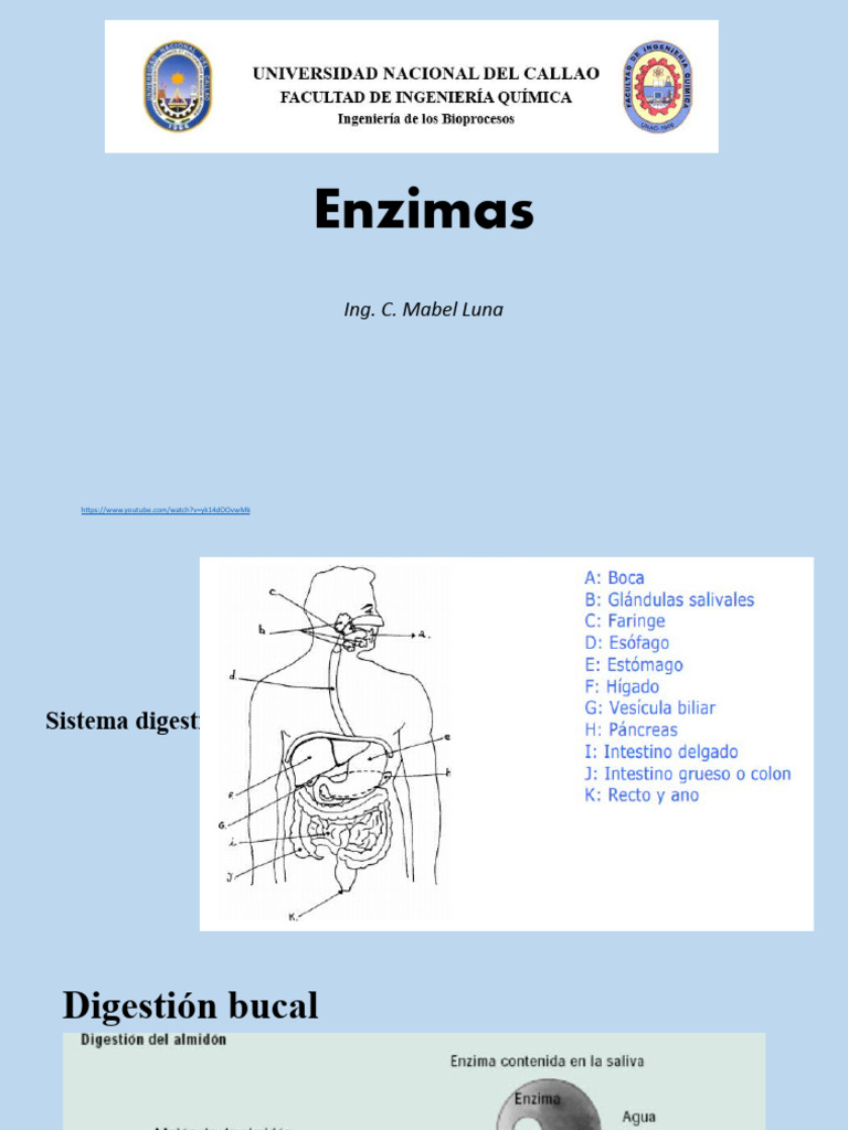 Enzimas | PDF | Inhibidor de la enzima | Enzima