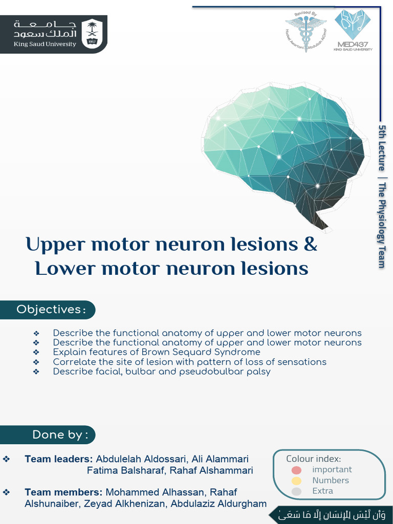 Umnl & LMNL | PDF | Spinal Cord | Nervous System