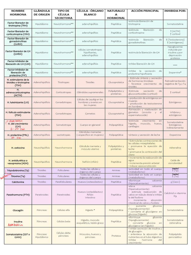 Tabla Resumen General de Hormonas | PDF | Hormona estimulante de la tiroides | Hormona ...