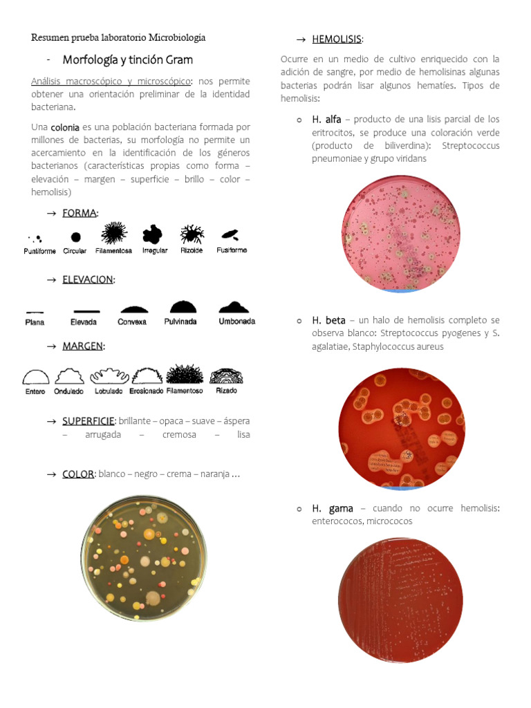 Resumen Prueba Lab Microbiología | PDF | Staphylococcus Aureus | Estreptococo
