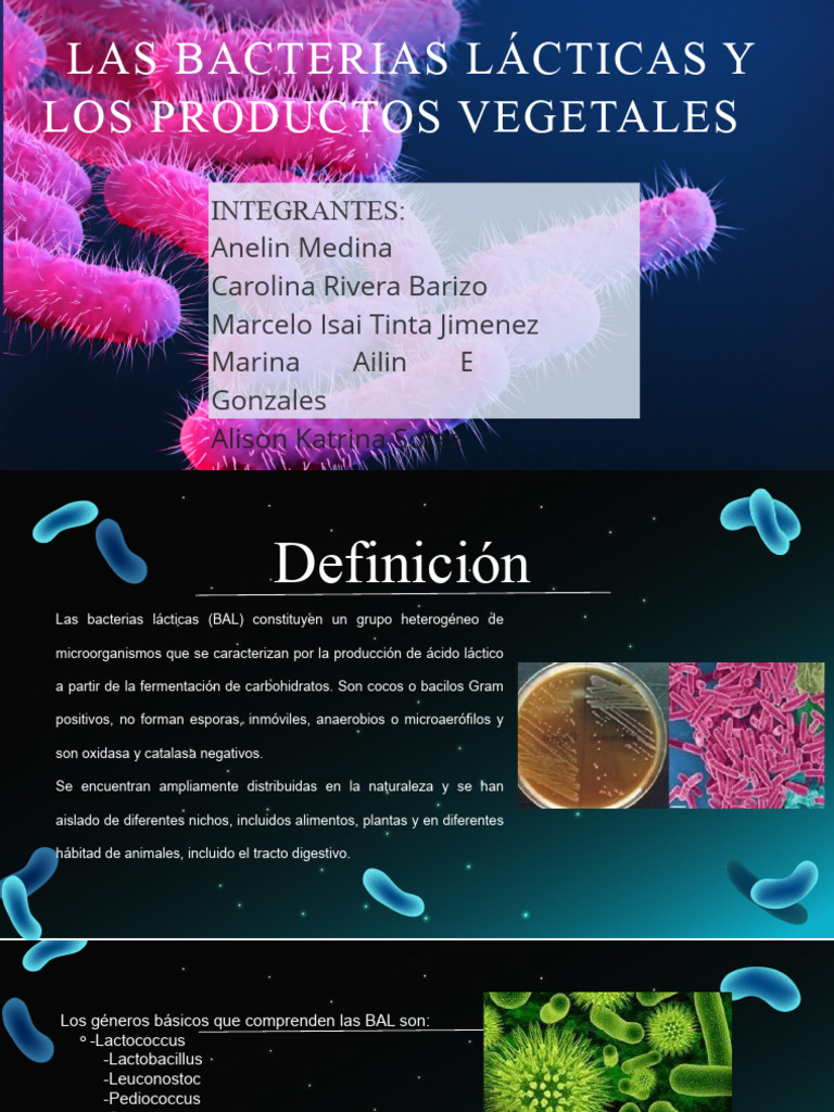 Bacterias Lacticas-En La Produccion Vegetal | PDF | Fermentación | Yogur