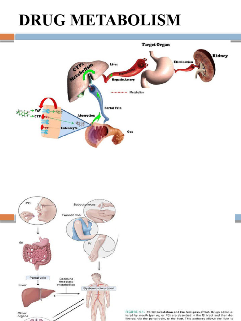 Drug Metabolism | PDF | Drug Metabolism | Cytochrome P450