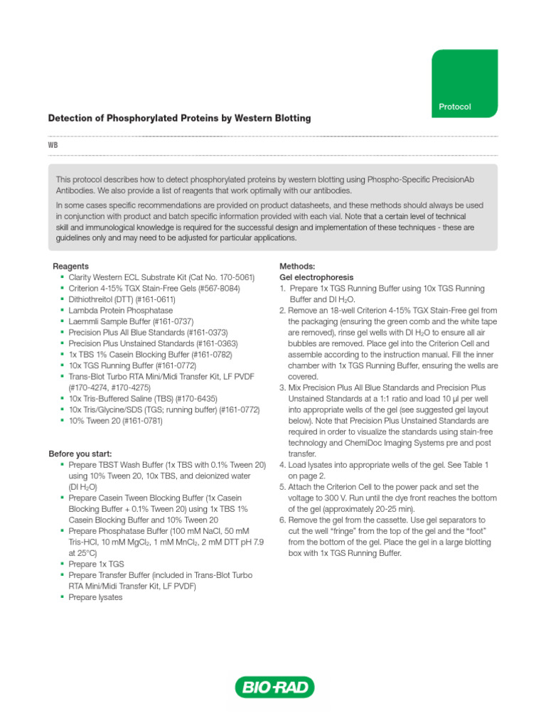 Detection of Phosphorylated Proteins by Western Blotting | PDF ...